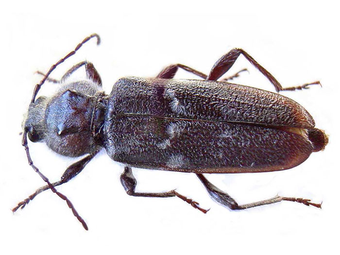 Boktor herkennen en bestrijden - Hout waterdicht maken