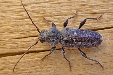 Boktor herkennen en bestrijden - Hout waterdicht maken