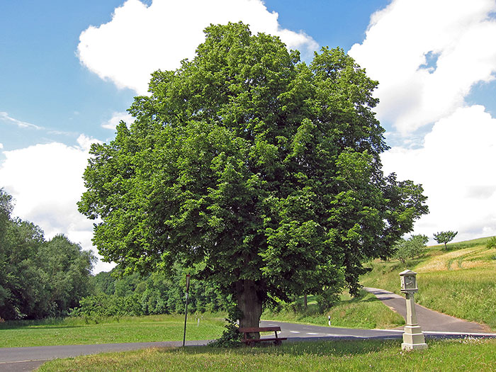 Houtsoorten, welke soorten hout zijn er - Hout waterdicht maken